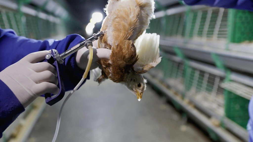 Key to Veterinary Distributor Success: Effective Animal Vaccines ...