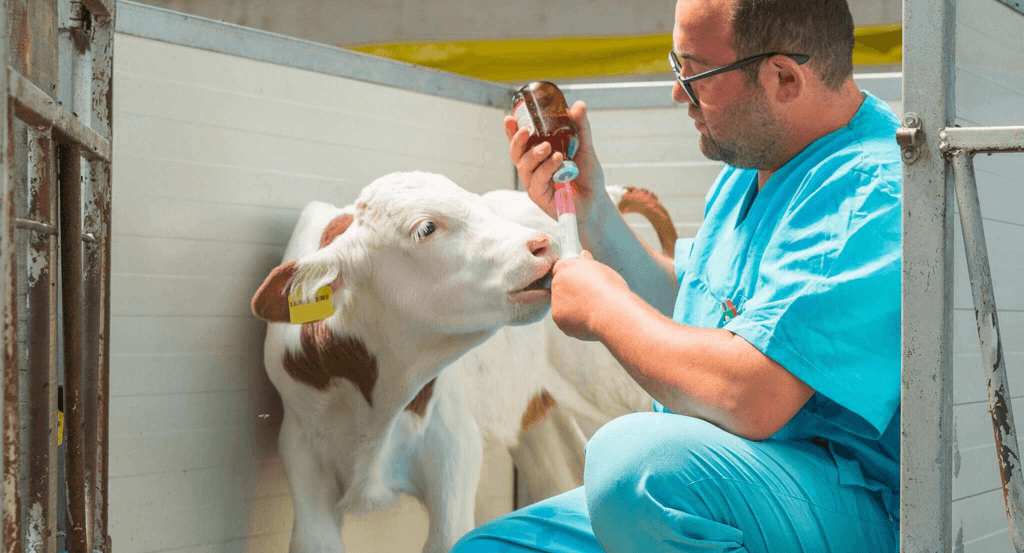 Key to Veterinary Distributor Success: Effective Animal Vaccines ...